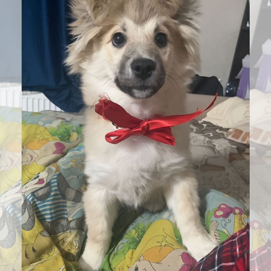 Щенок в добрые руки