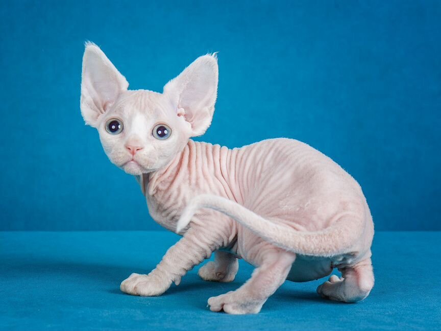 Котенок девон рекс