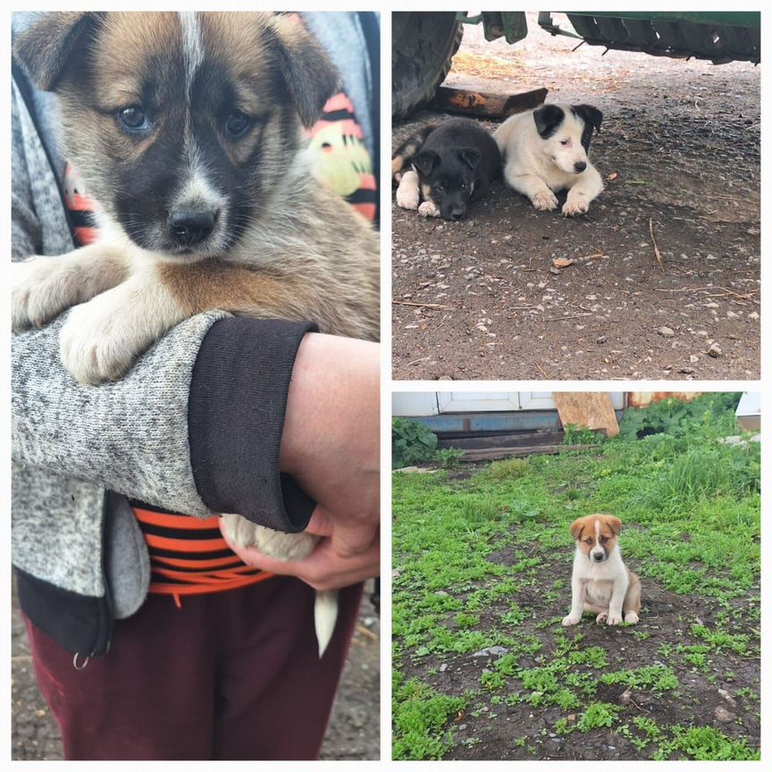 Щенки от лайки