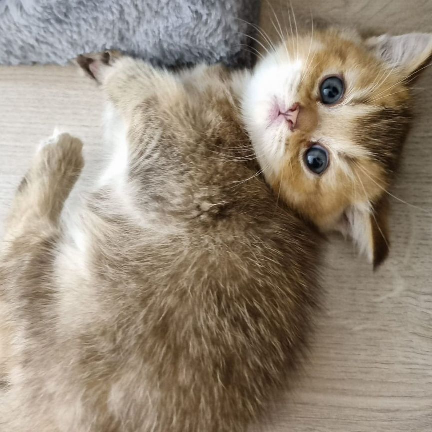 Шотландские вислоухие котята