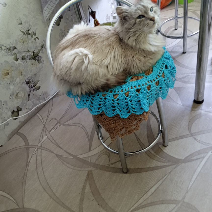 Котик, котенька, коток