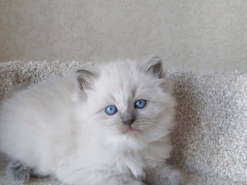 Очаровательные невские маскарадные котята