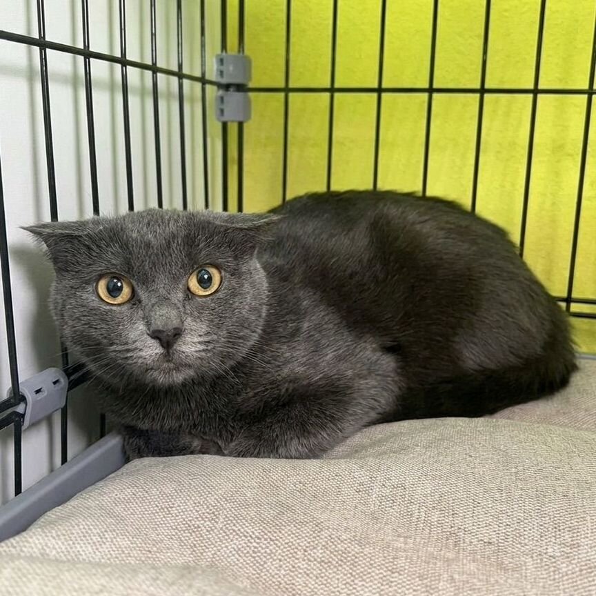 Русская голубая, взрослая кошка