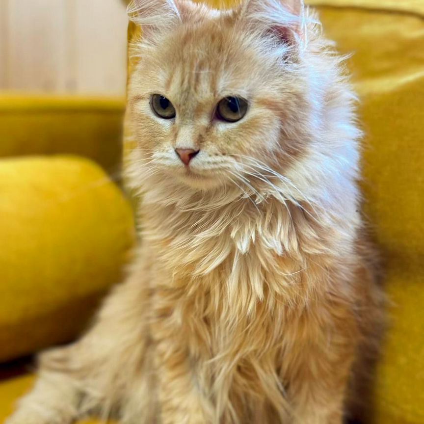 Котенок в добрые руки