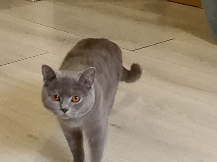 Британская