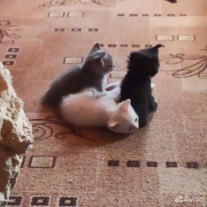 Котята черный, серый, белый. Кот и кошки. отдам