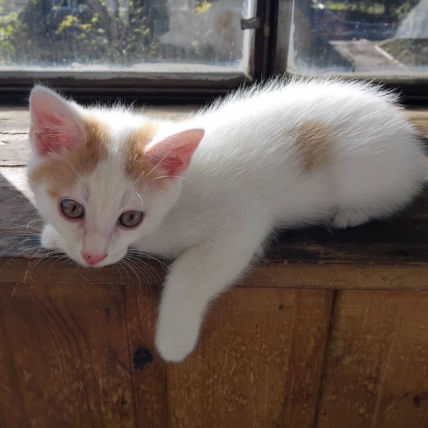 Котенок
