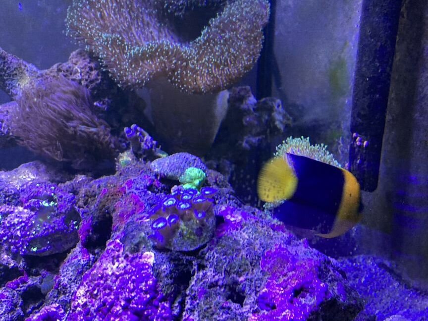 Центропинг ангел королевский