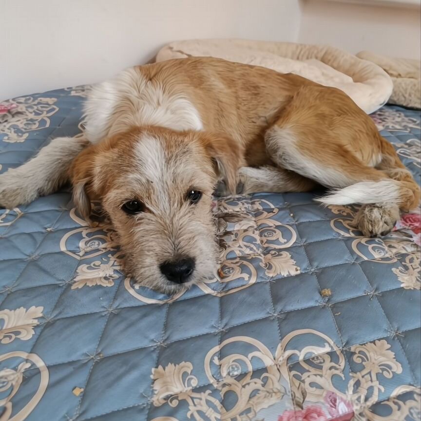 Щенок в добрые руки