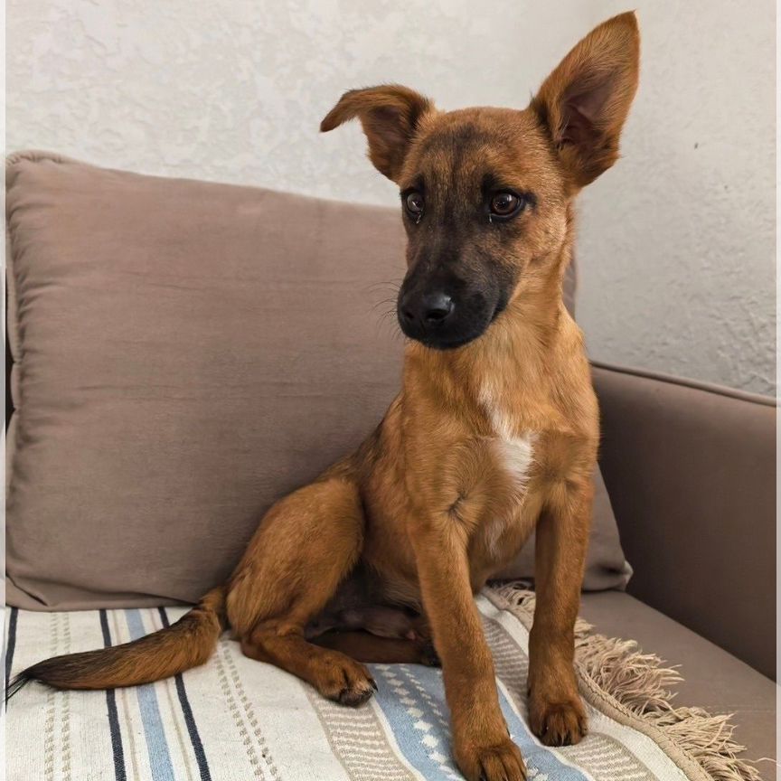 Щенок в добрые руки