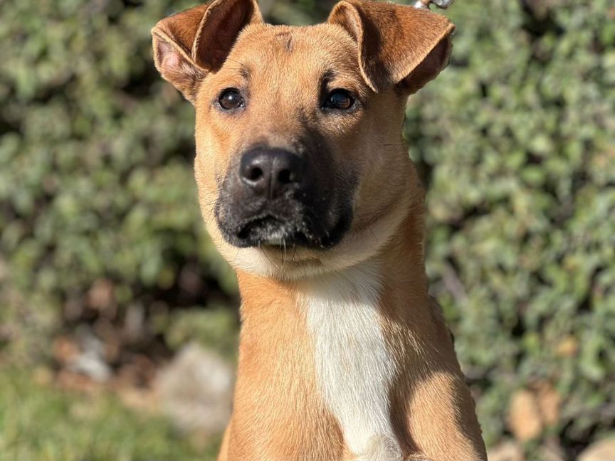 Отдам в добрые руки