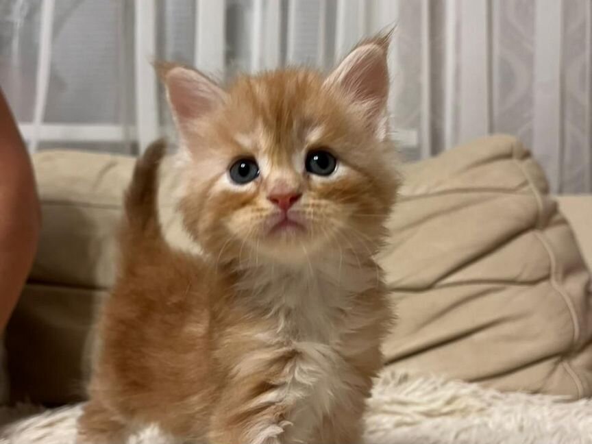 Котята мейн-кун