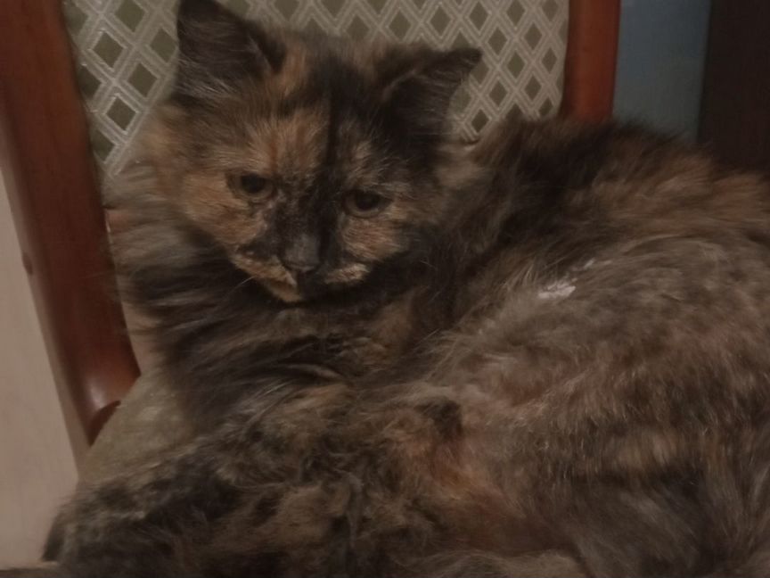 Черепашковая кошка