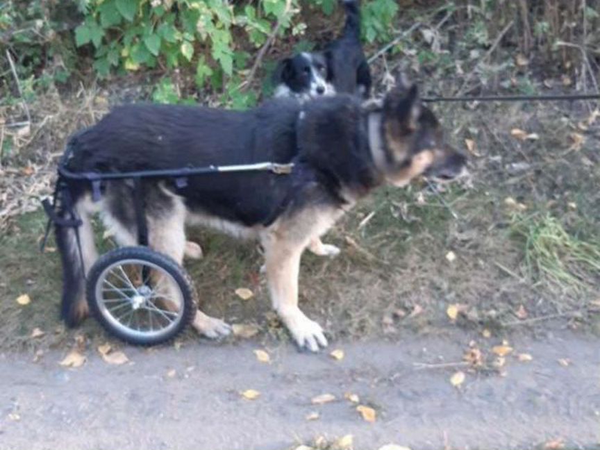 Инвалидная коляска для крупной собаки