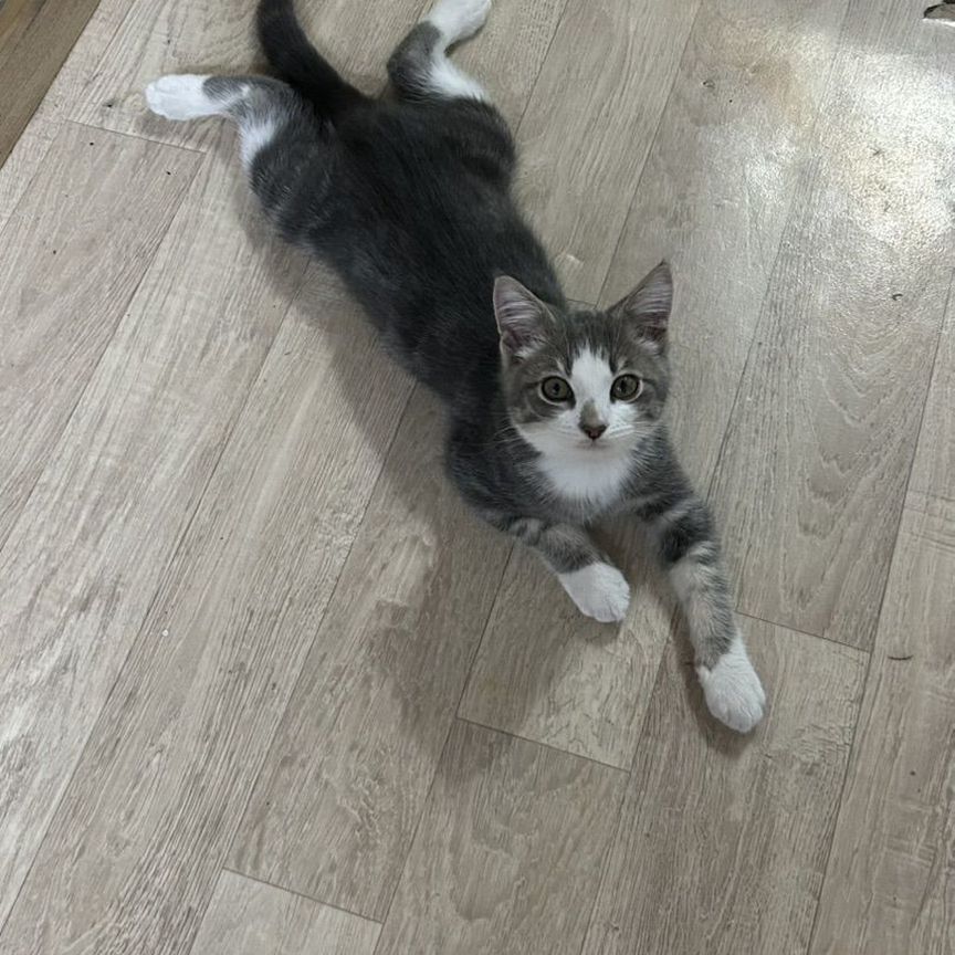 Отдам котенка 4 месяца