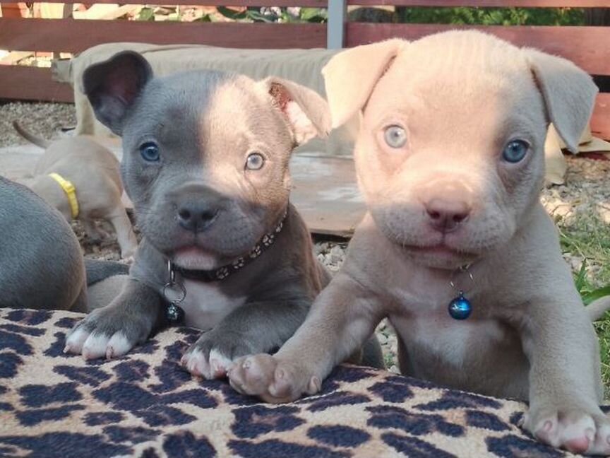 Мы Булли детки - ждем мапа