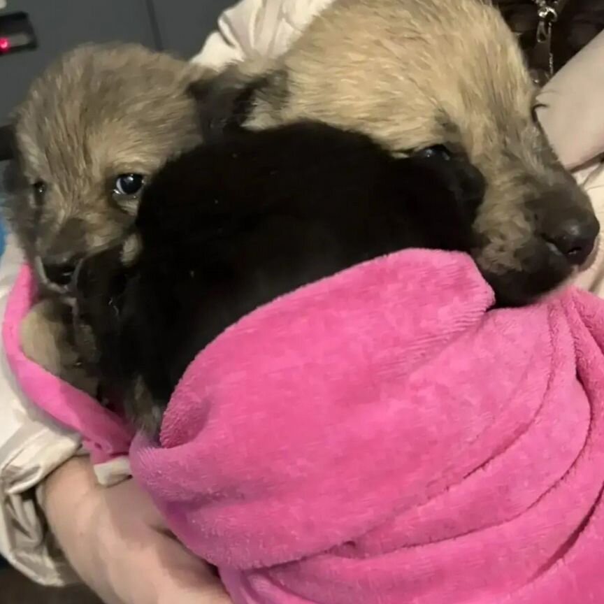 Щенок в добрые руки