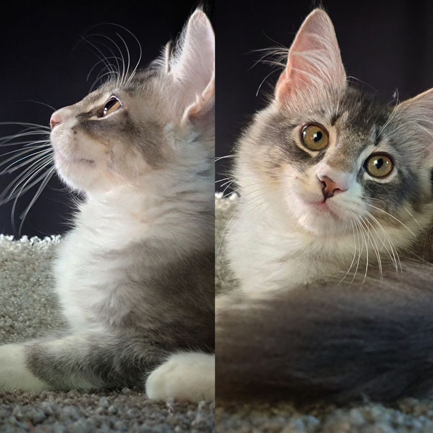 Норвежский лесной котёнок