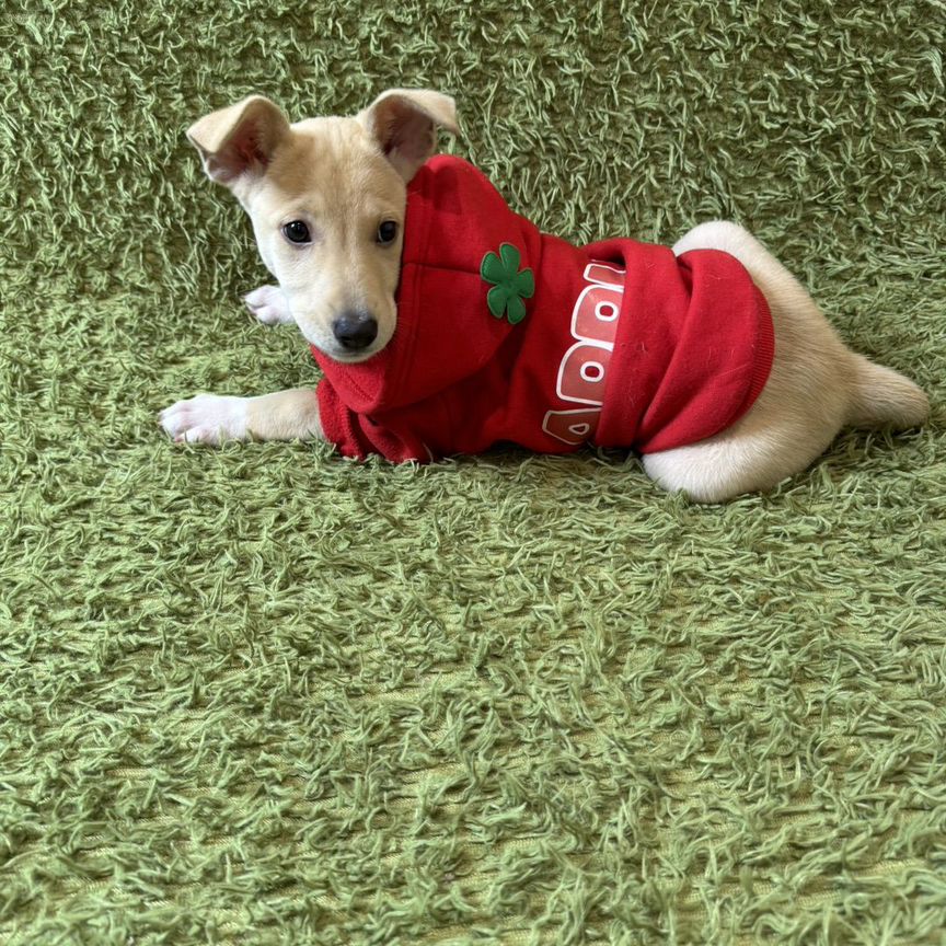 Щенок в добрые руки