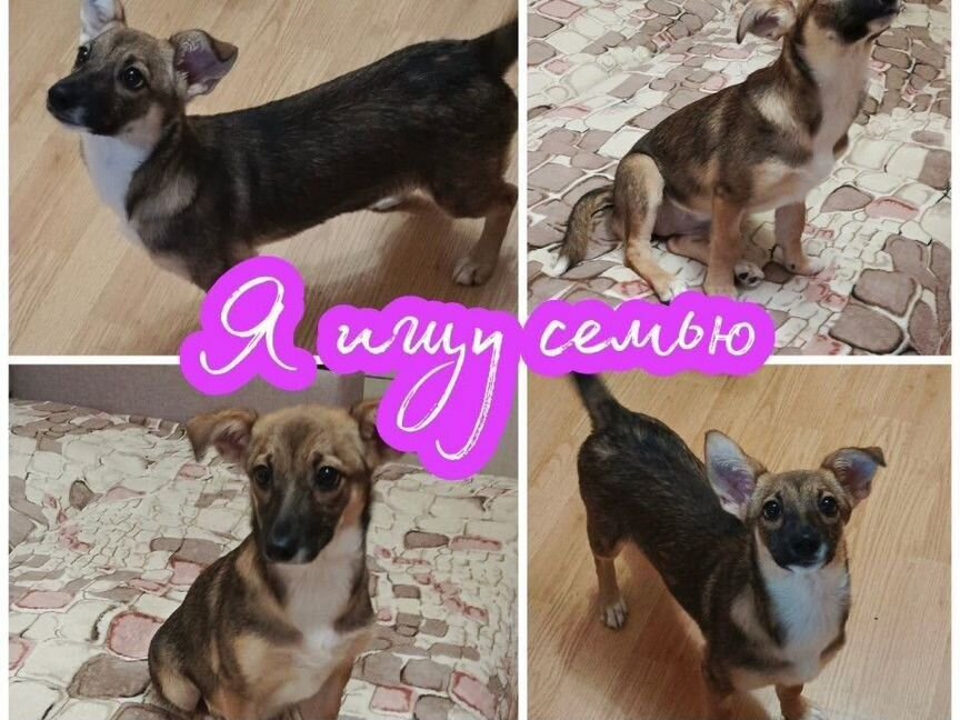 Игривая Фаня 4 мес в добрую семью