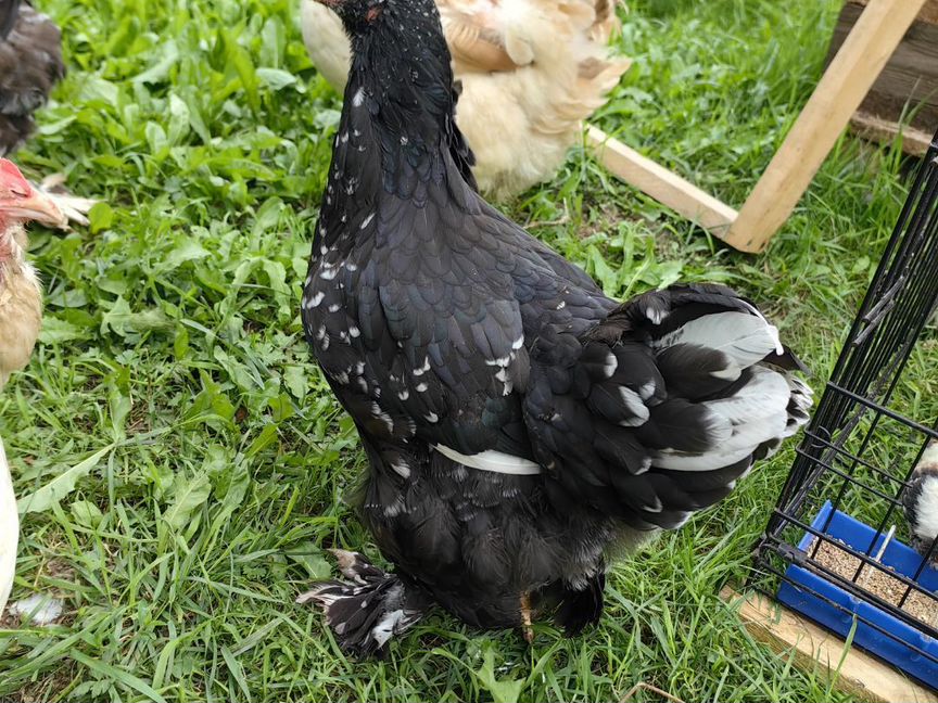 Курочки и петушки