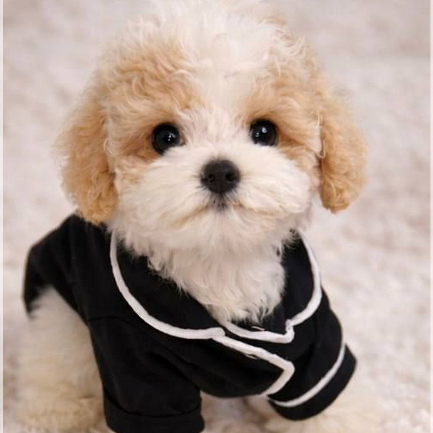 Мальтипу, щенок