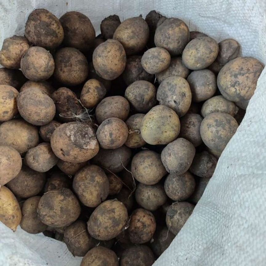 Продам картофель на корм скоту