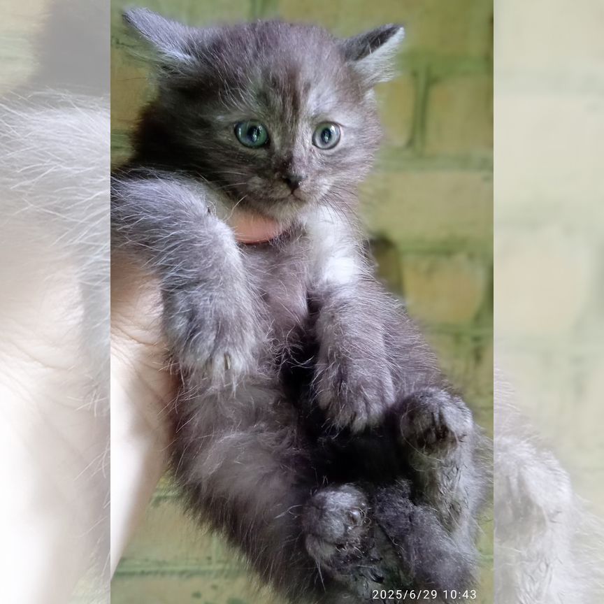 Отдам в добрые руки