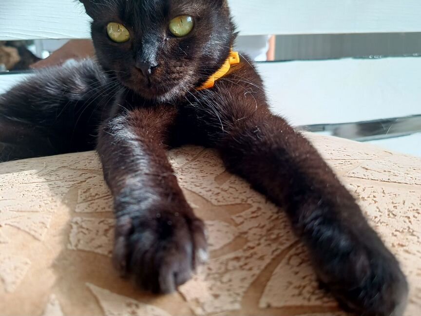 Пристраивается кошечка из котокафе в Океане