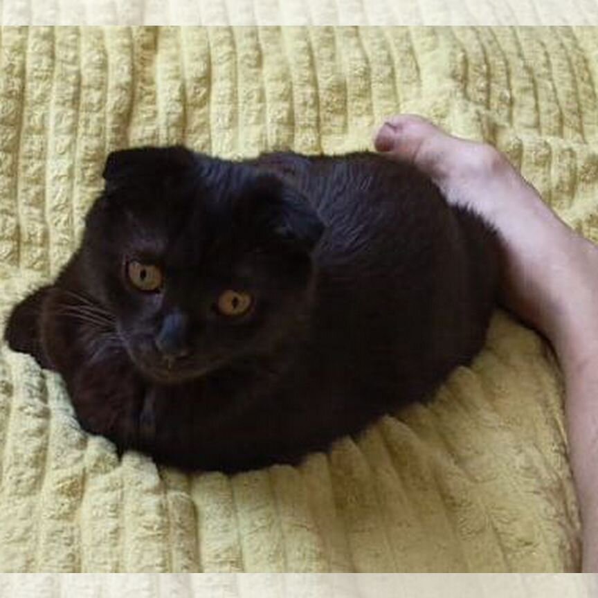 Вислоухий котёнок в дар