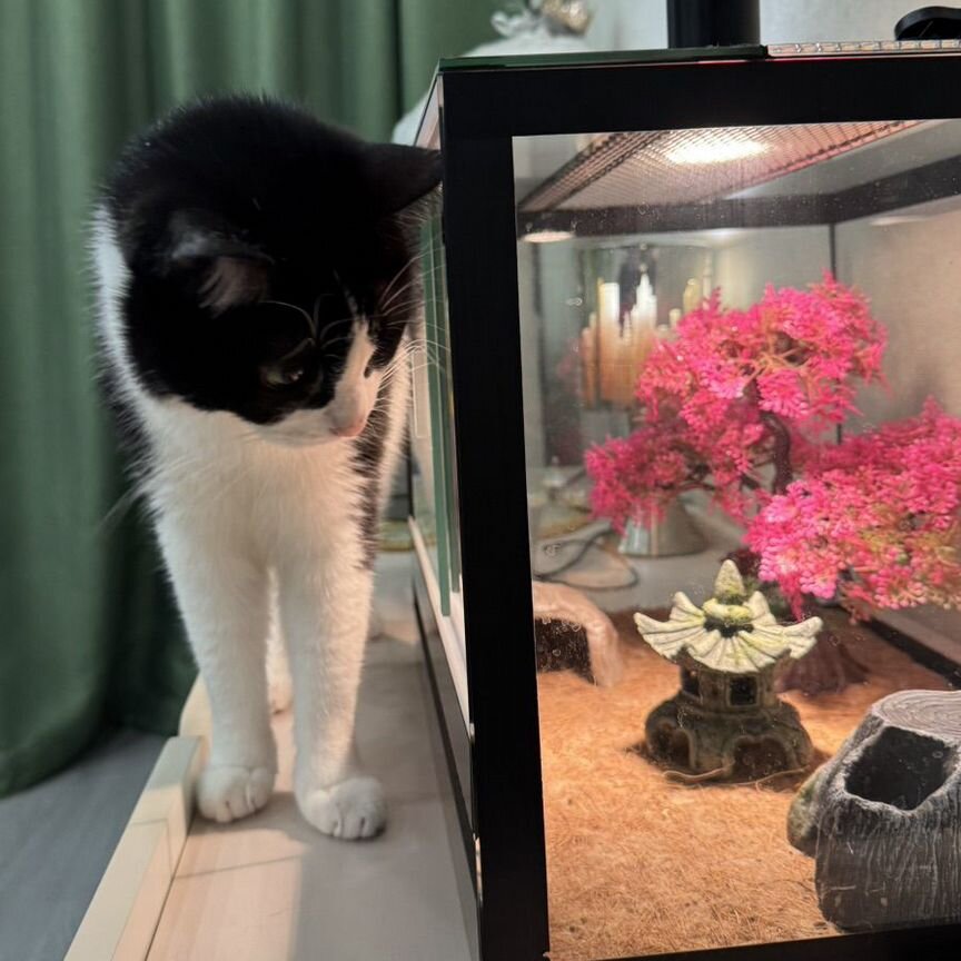 Аквариум для эублефара