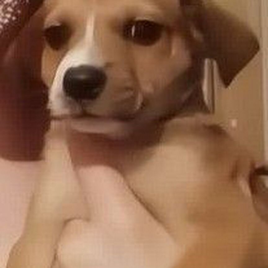 Щенок в добрые руки