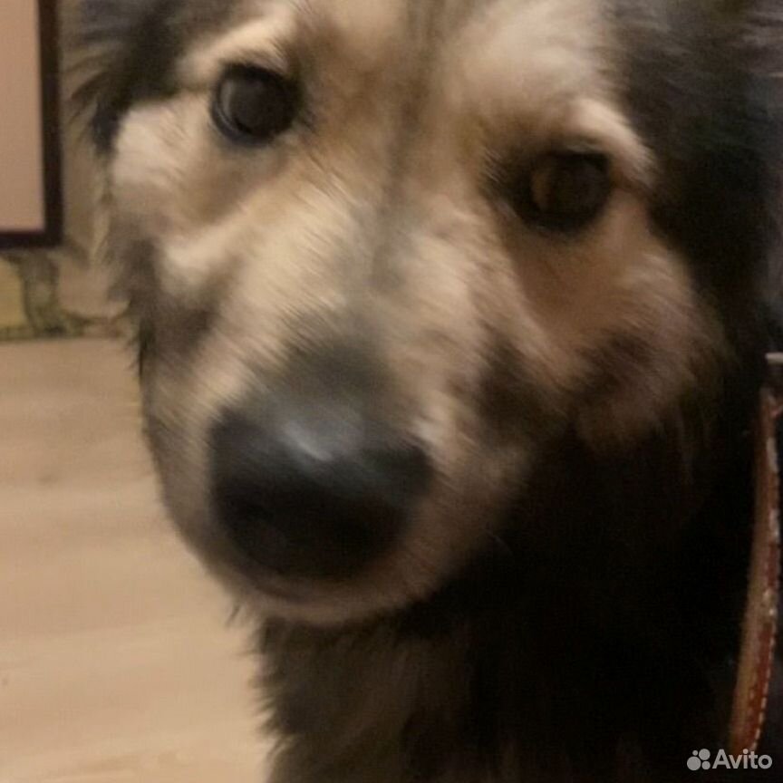 Собака Мальчик, потерялась, пристрой