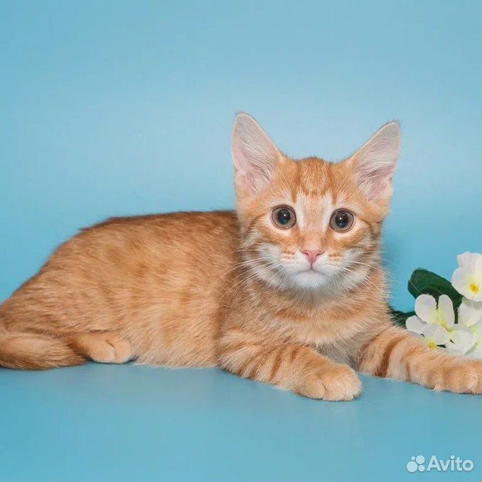 Котенок мальчик Лёва 3,5 мес