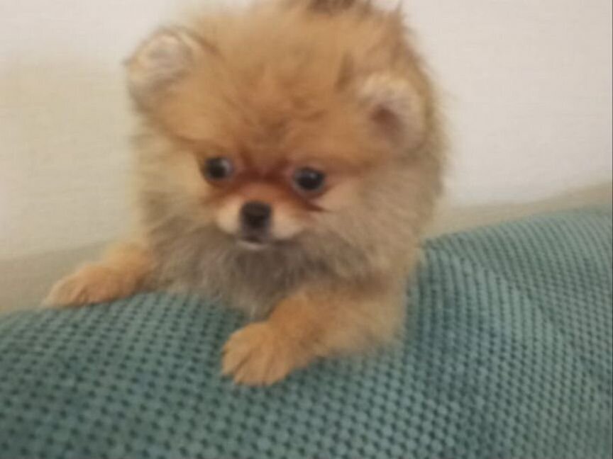 Щенки шпица девочки померанцы