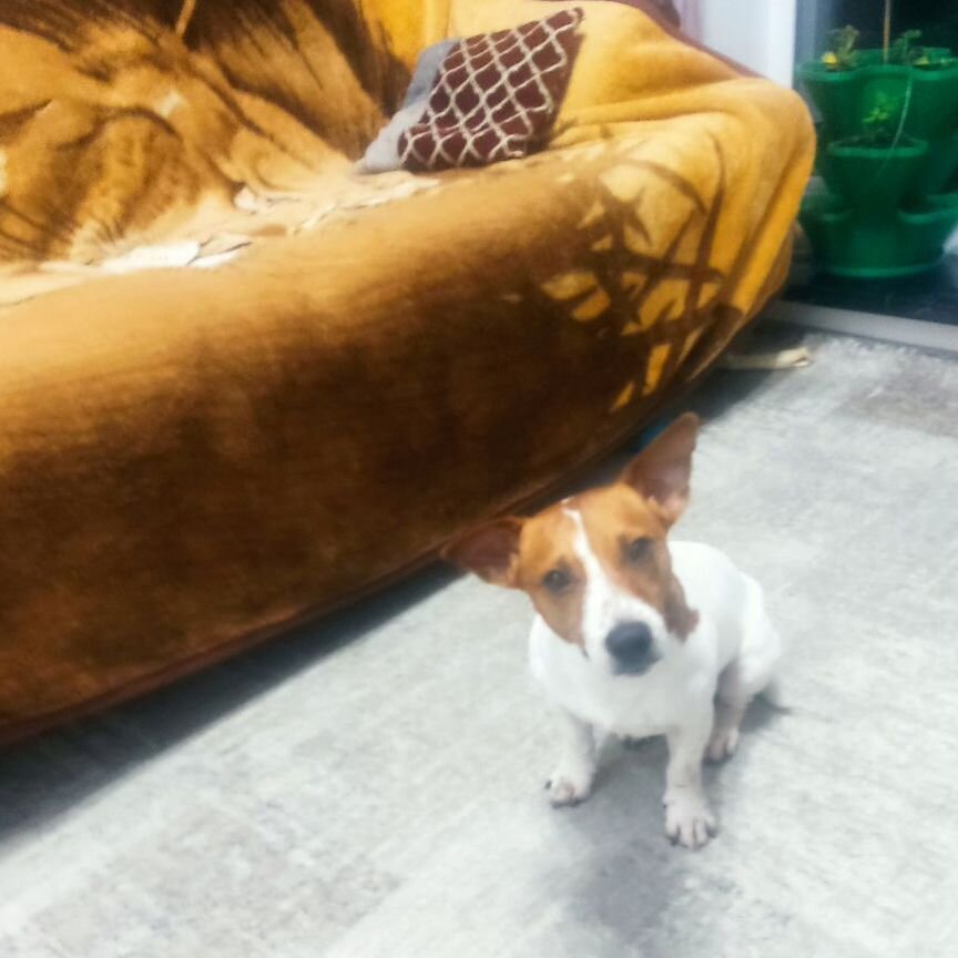 Джек-рассел-терьер, вязка