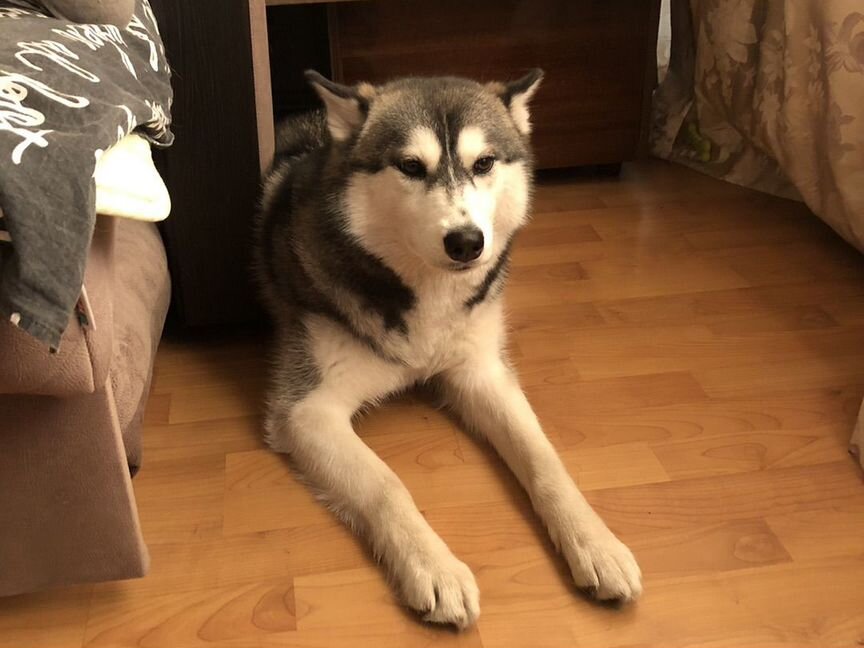 Сибирское хаски собака
