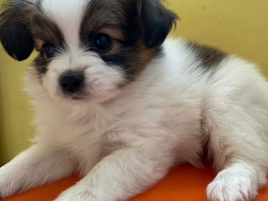 Папийон