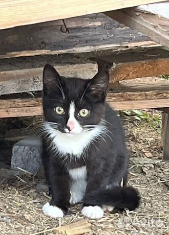 Котёнок маркизик ищет дом