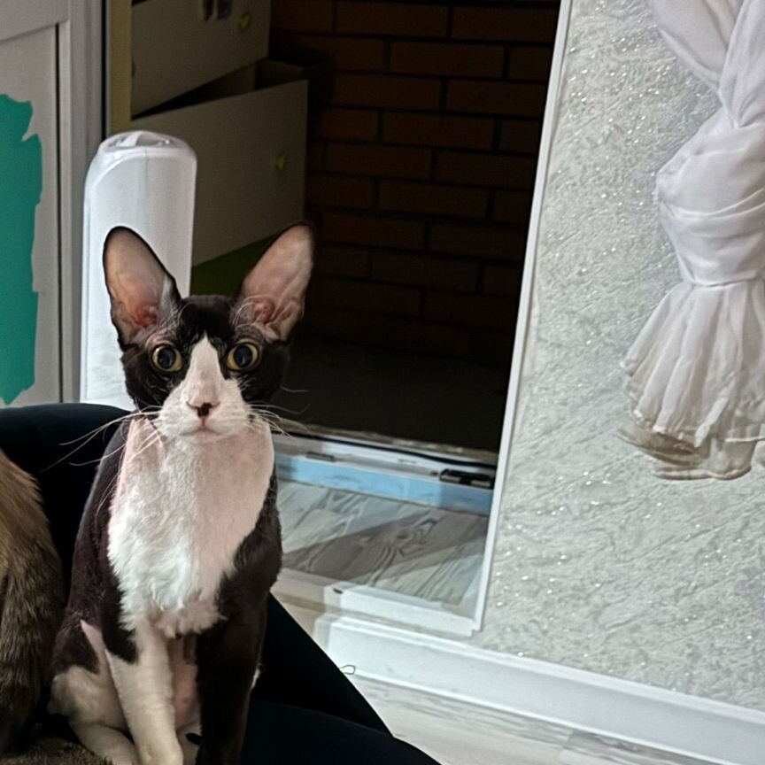 Кошка сфинск браш