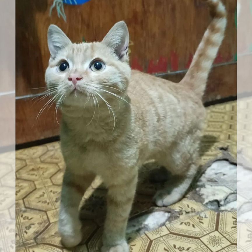 Британский короткошёрстный котёнок