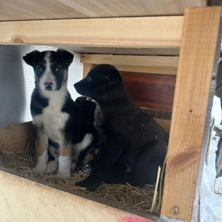 Щенки ждут хозяев