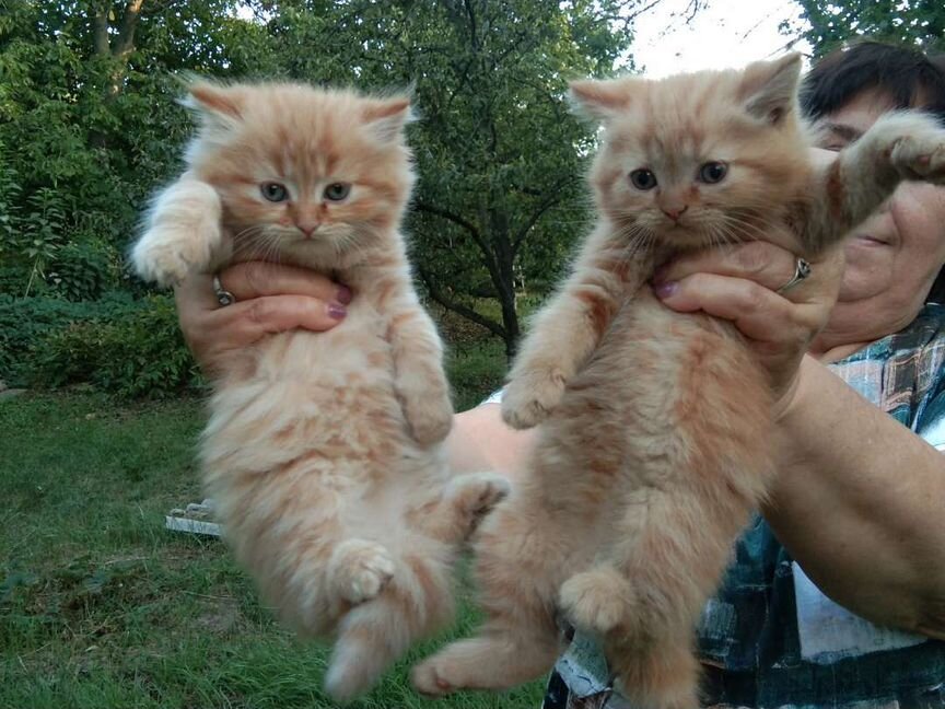 Персидская