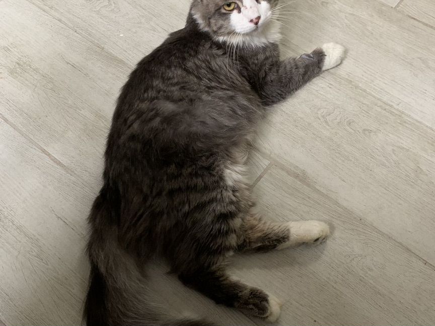 Кот в добрые руки