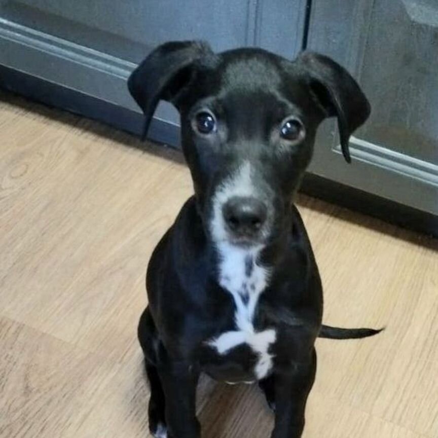 Красивый щенок в добрые руки