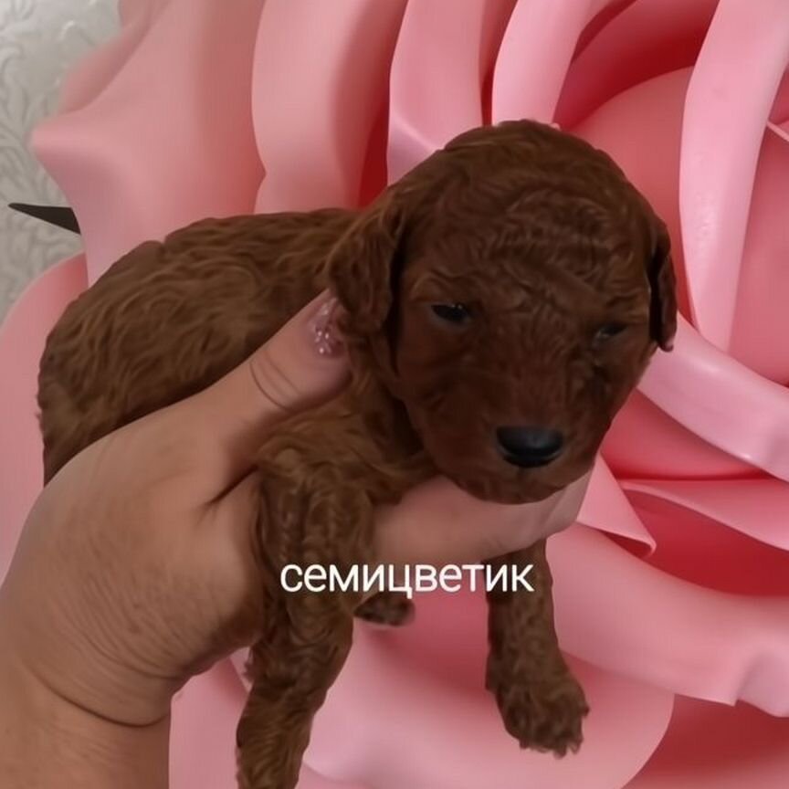 Карликовый пудель, щенок