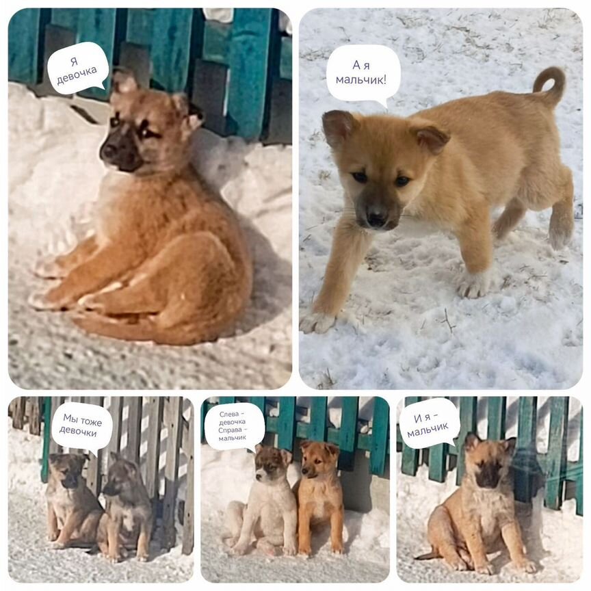 Щенки в добрые руки