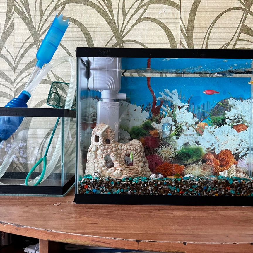 Рыбки аквариум