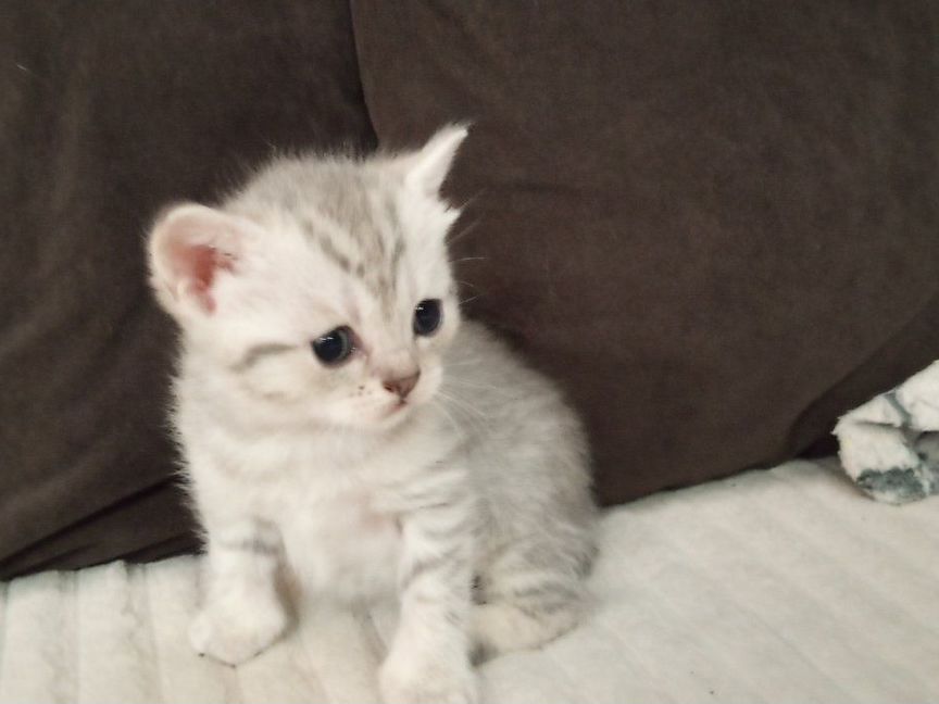 Шотландская малышка