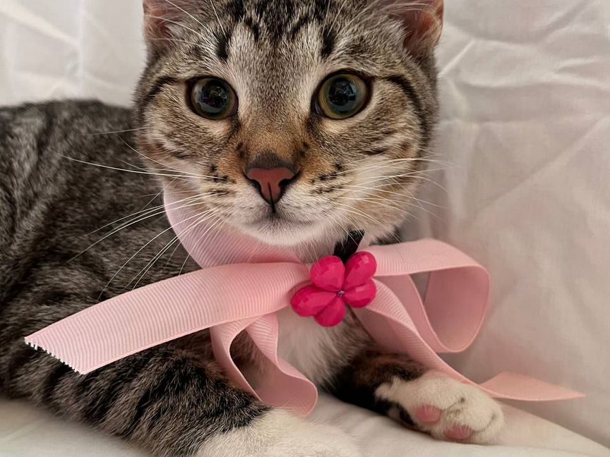 Котята в добрые руки бесплатно